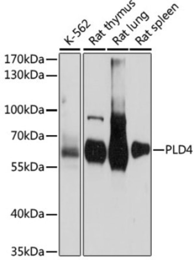 PLD4/Phospholipase D4 Rabbit anti-Human, Rat, Polyclonal, Novus Biologicals | Fisher Scientific